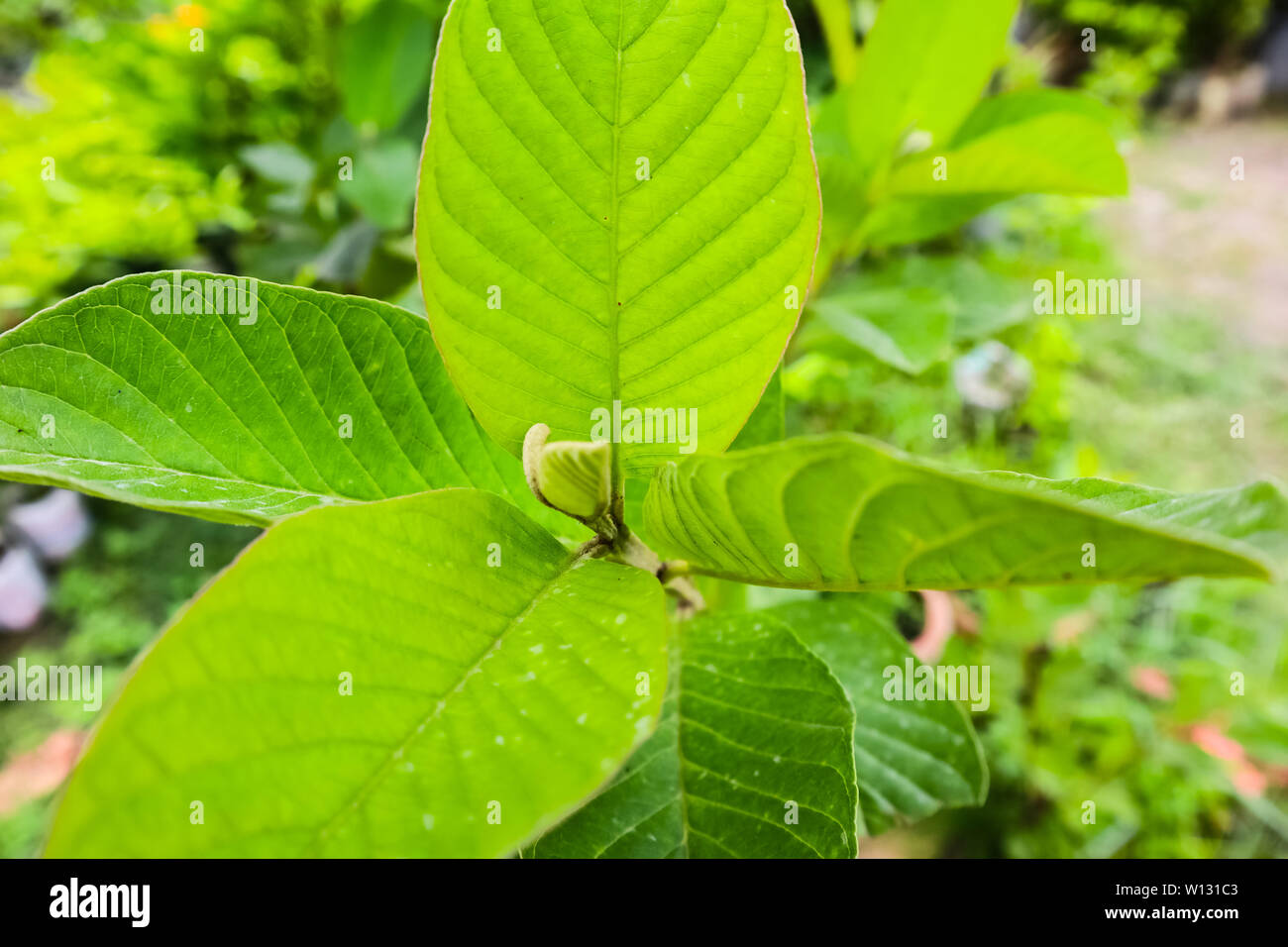 Guava Tree Leaf