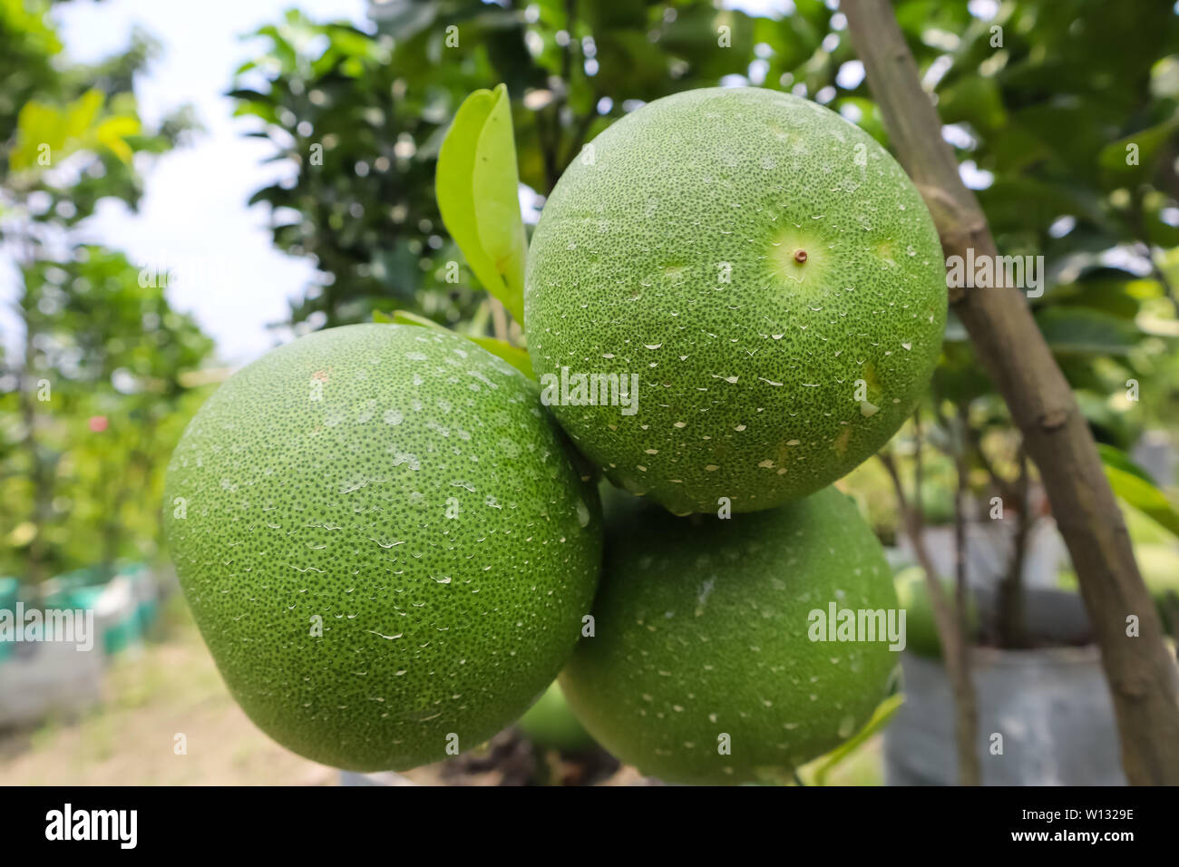Pomelo with leaves hi-res stock photography and images - Alamy