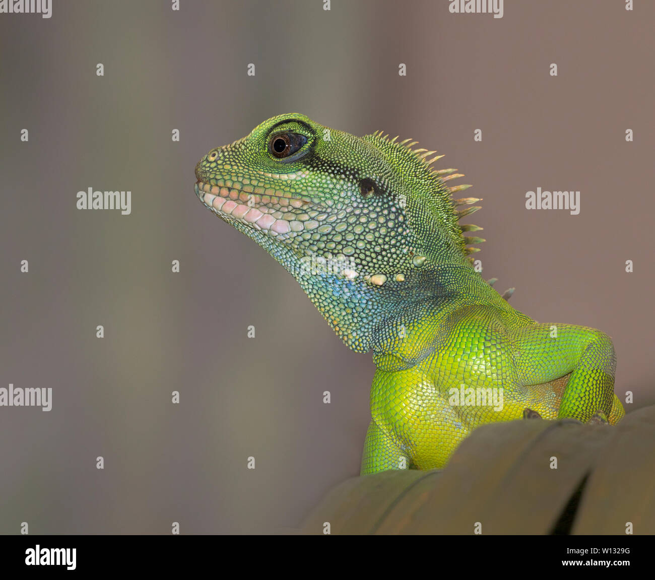 Chinese water dragon lizard hi-res stock photography and images - Alamy