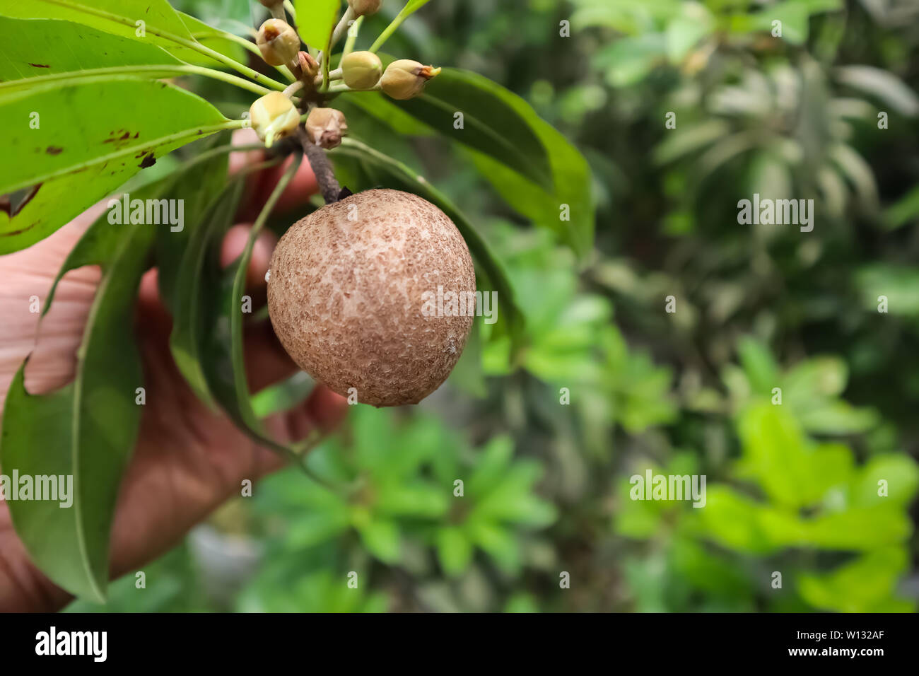 Sapodilla Fruit tree Stock Photo - Alamy