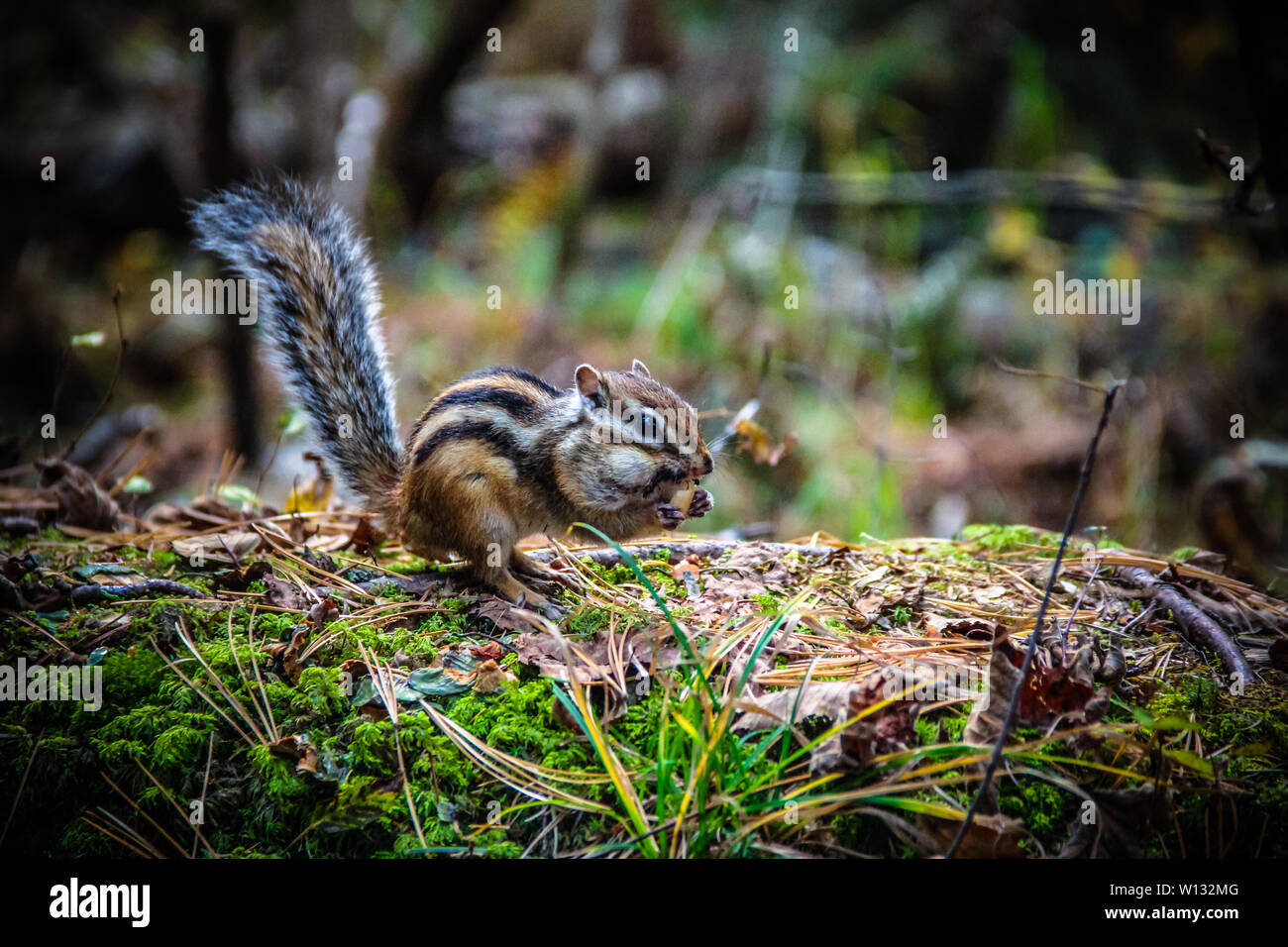 Small squirrels hi-res stock photography and images - Alamy