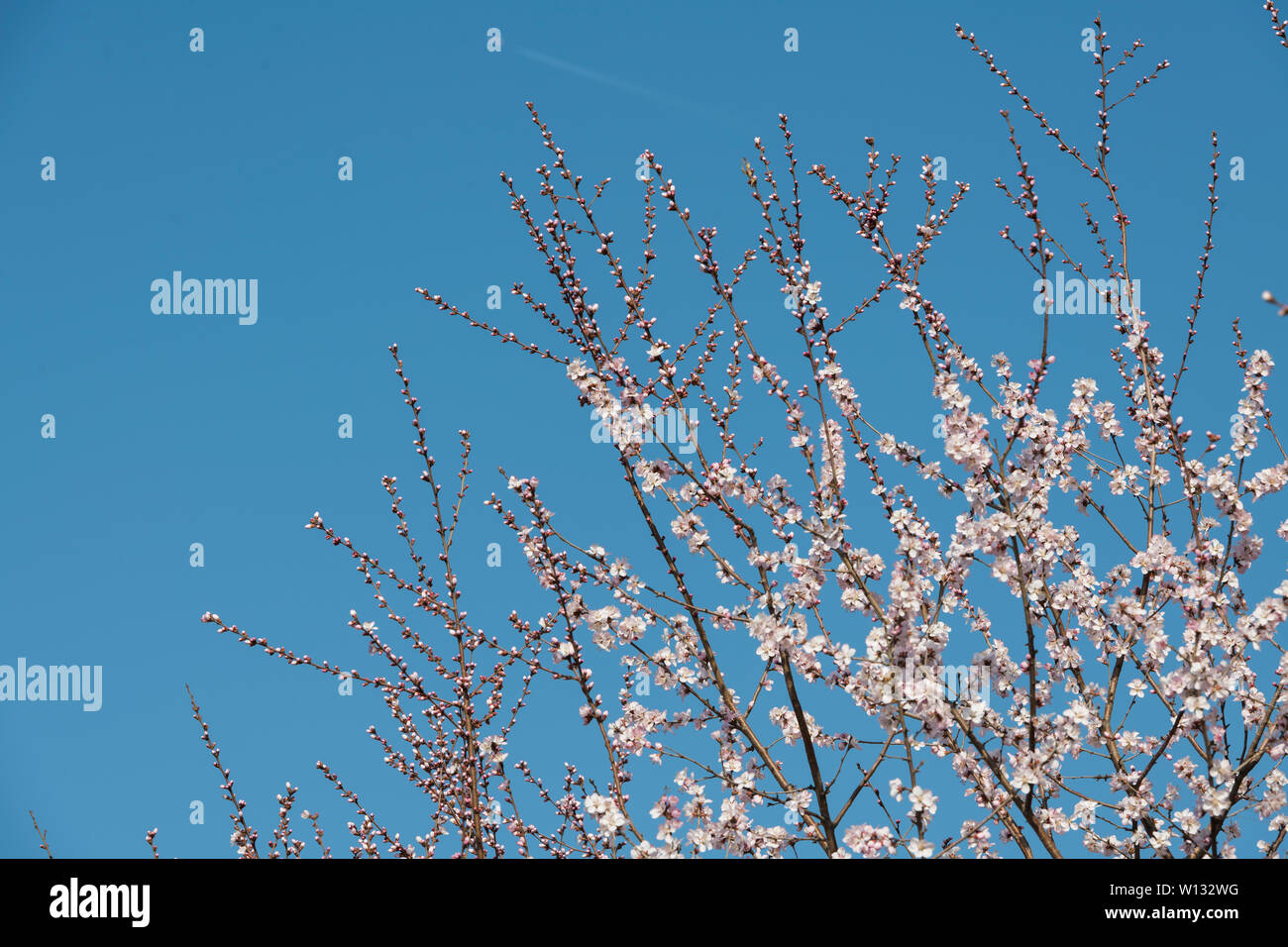 Peach tree branch Stock Photo - Alamy