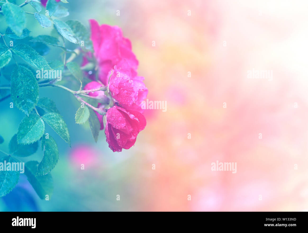 Beautiful summer background with a bright rose on a sunny day. Sample ...