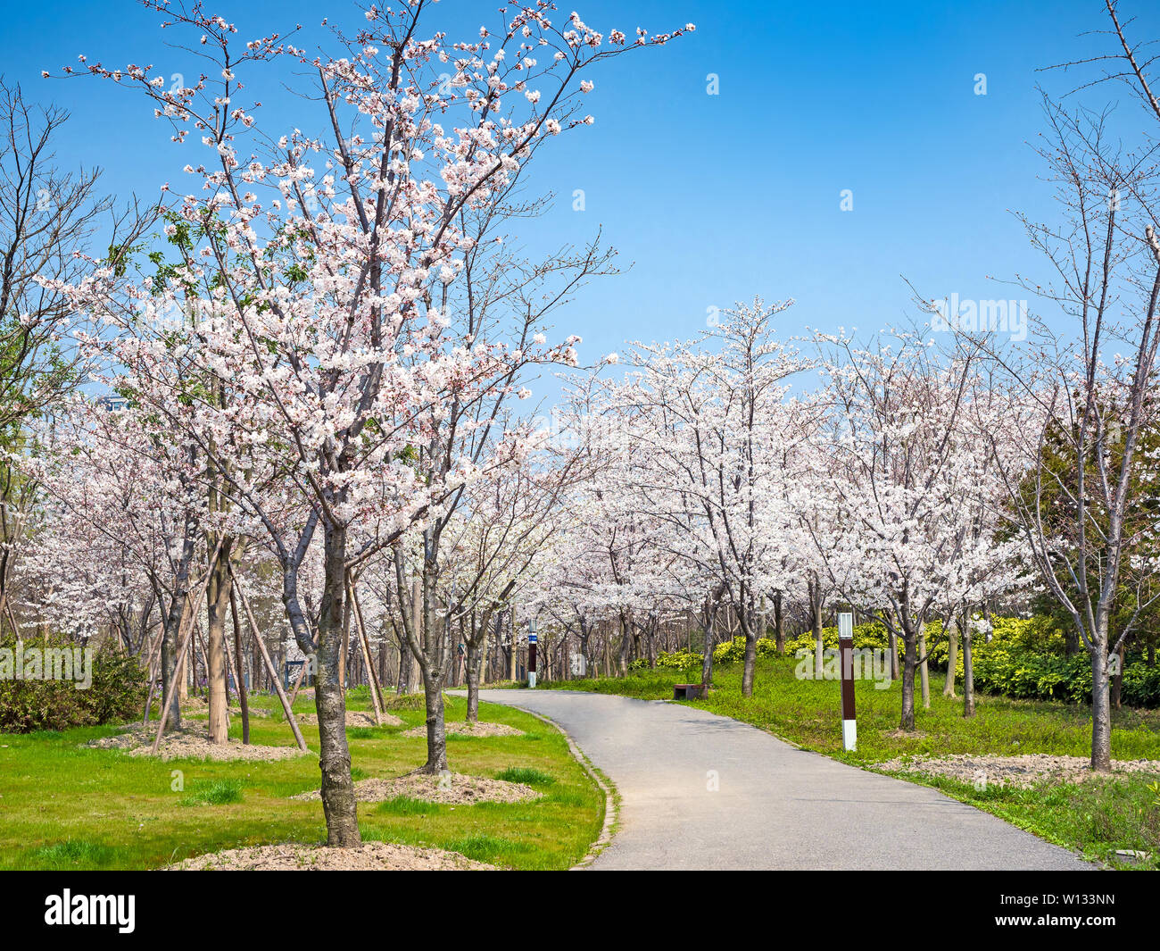 Cherry Blossom Festival in Gucun Park, Shanghai Stock Photo - Alamy