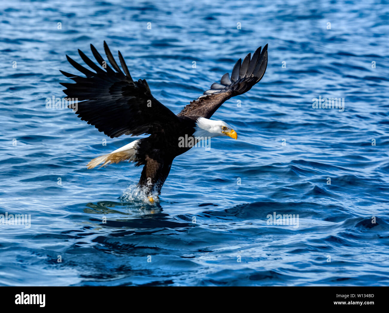 Eagles about to grab a fish from the water, go in feet first and use ...