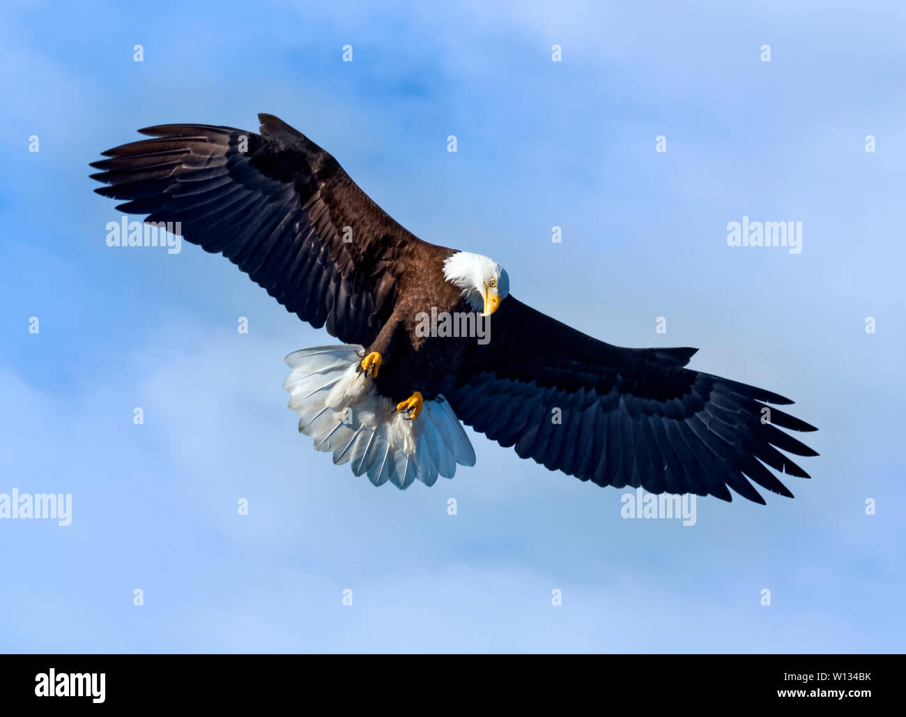 Alaska birds hi-res stock photography and images - Alamy