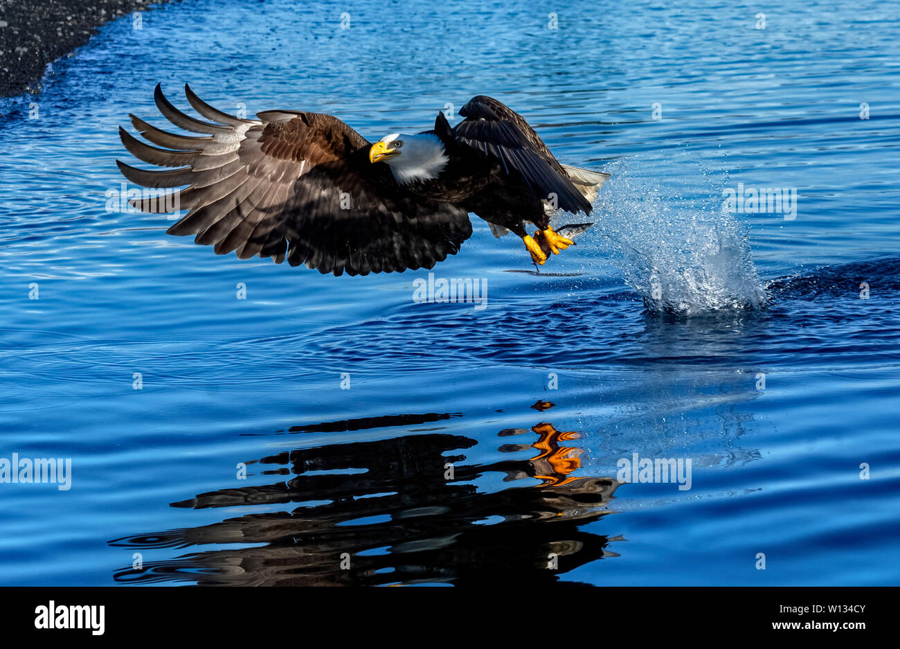 Eagles about to grab a fish from the water, go in feet first and use ...