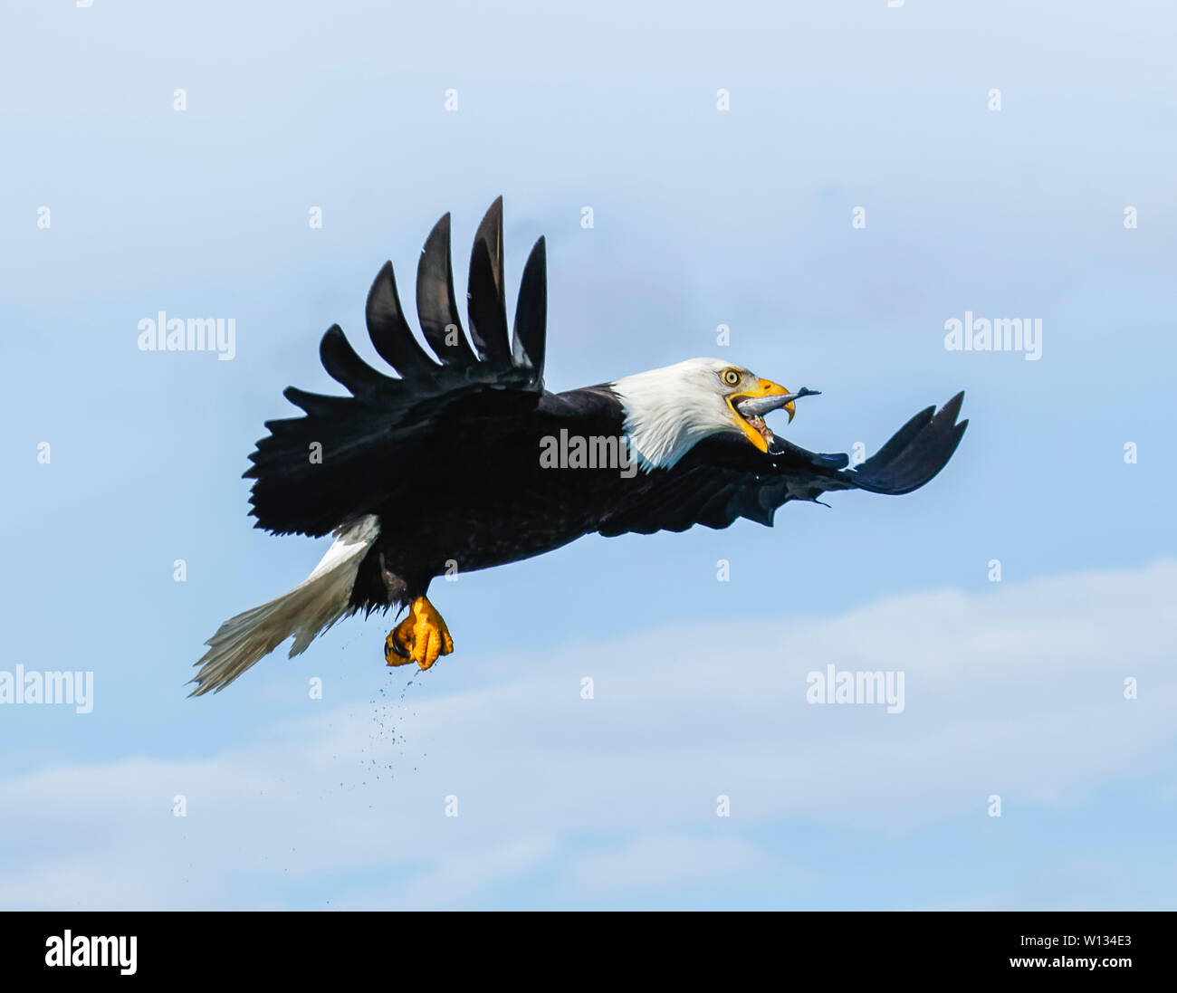 Eagles about to grab a fish from the water, go in feet first and use ...