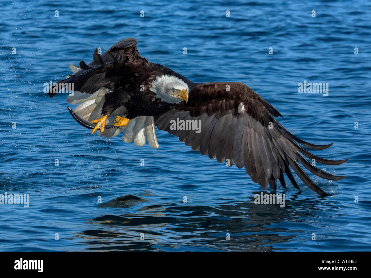 The Bald eagle will fly close to the water to spot fish. Then, they dip ...