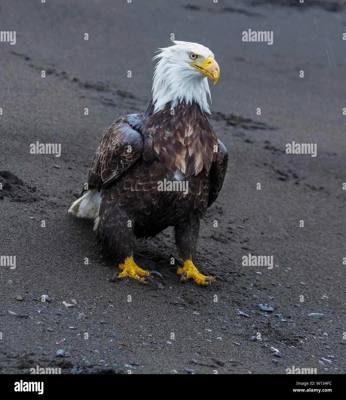 Bald Eagle Feet High Resolution Stock Photography and Images - Alamy