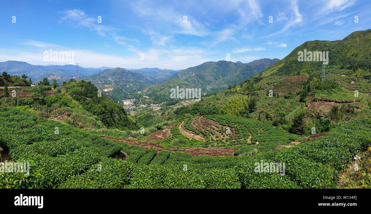 North Fujian Tea Garden Stock Photo - Alamy