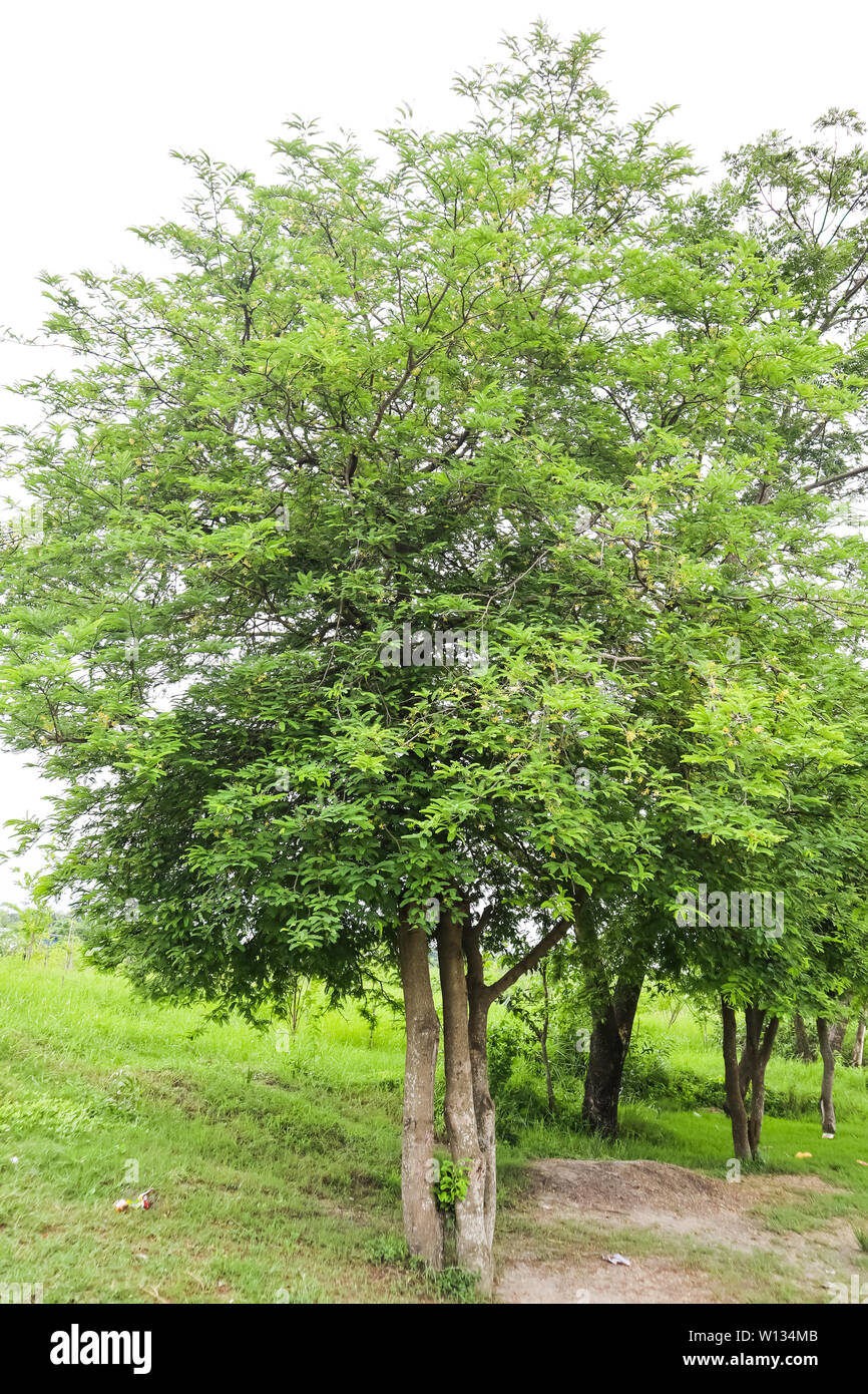 Tamarind Tree Stock Photos & Tamarind Tree Stock Images - Alamy