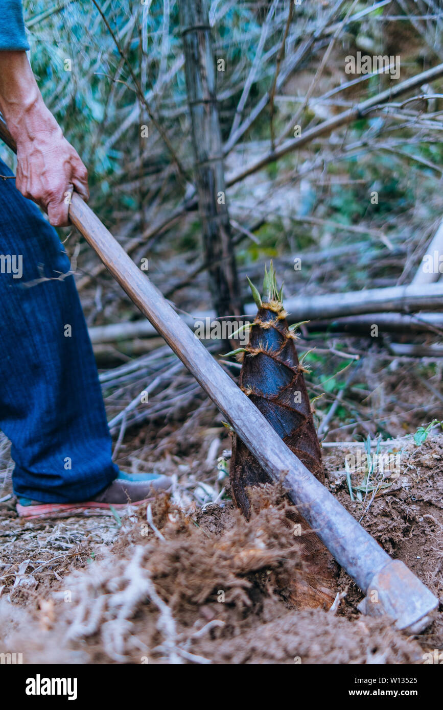 dig bamboo shoots Stock Photo - Alamy