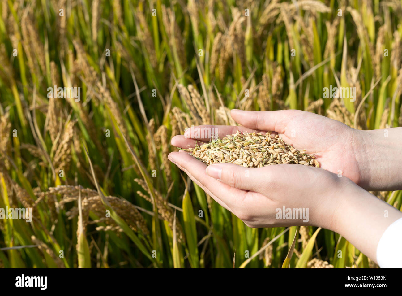 Hand with seed Stock Photo - Alamy
