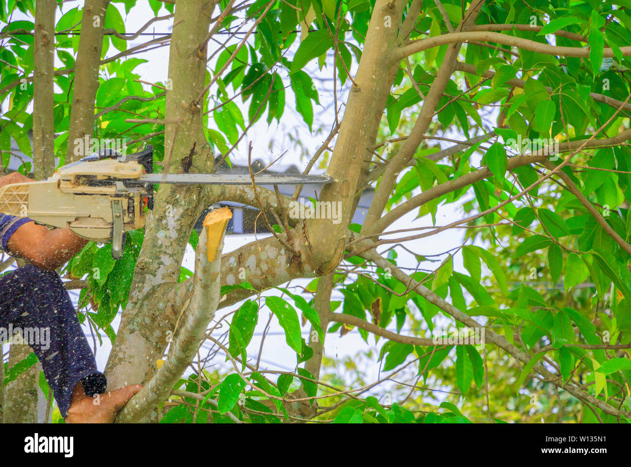 lumberjack. man with saw climb on the tree. concept forest destruction ...