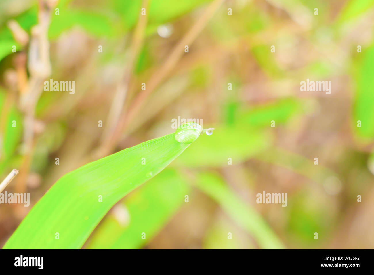 drop of water On the leaf in morning nature beautiful with copy space ...