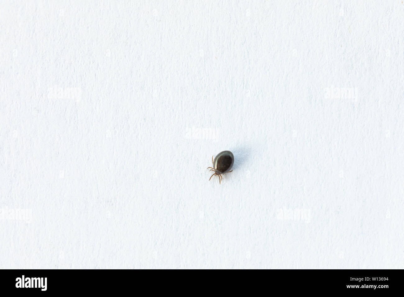 Black Tick Image