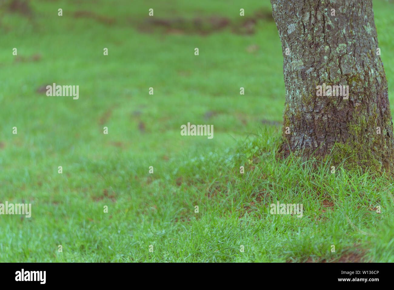 Green grass roots in hi-res stock photography and images - Alamy