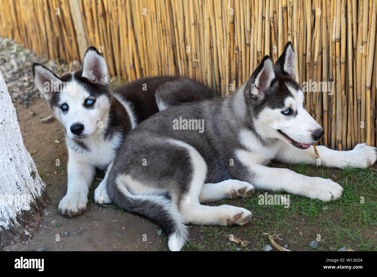 Are Huskys Good With Little Dogs