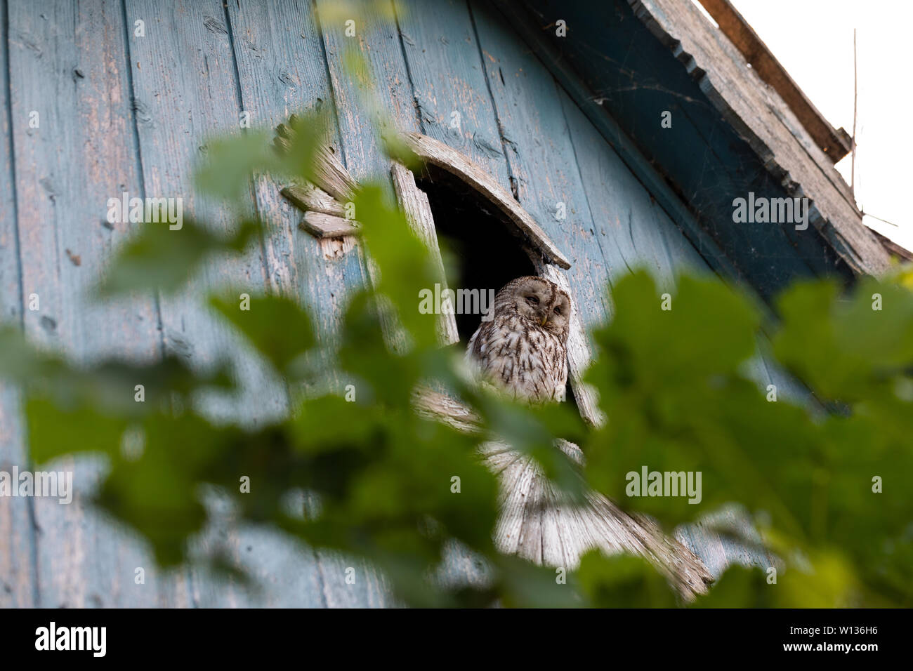 Sitting on roof of house night hi-res stock photography and images - Alamy