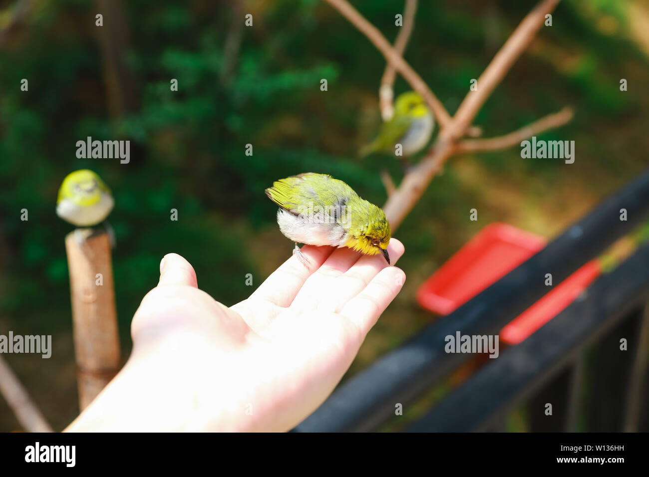 Intimate photos of lovesick interacting with people Stock Photo - Alamy
