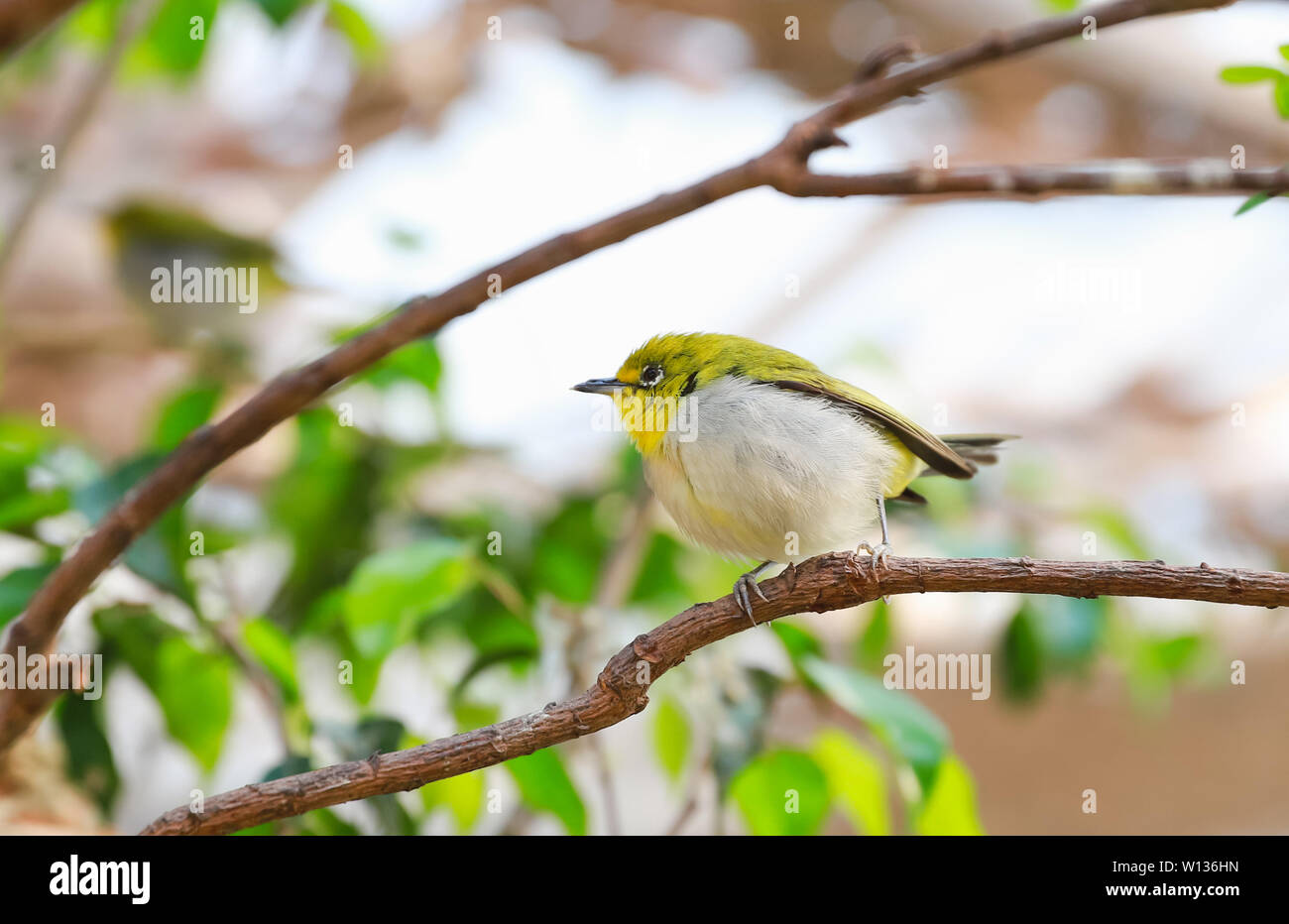 Sparrow flowers and lovesick birds Stock Photo - Alamy