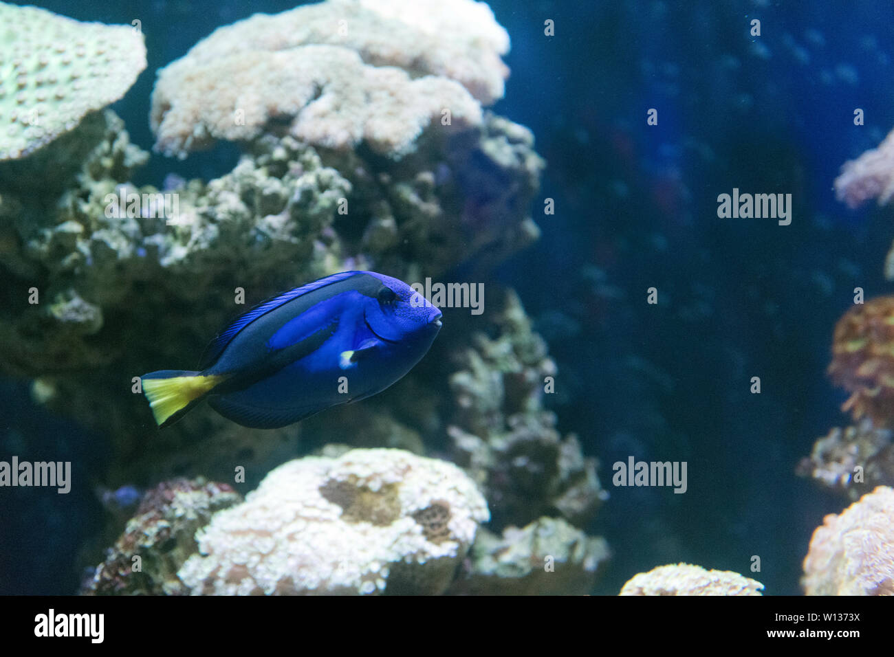 Blue Tang king fish Stock Photo - Alamy