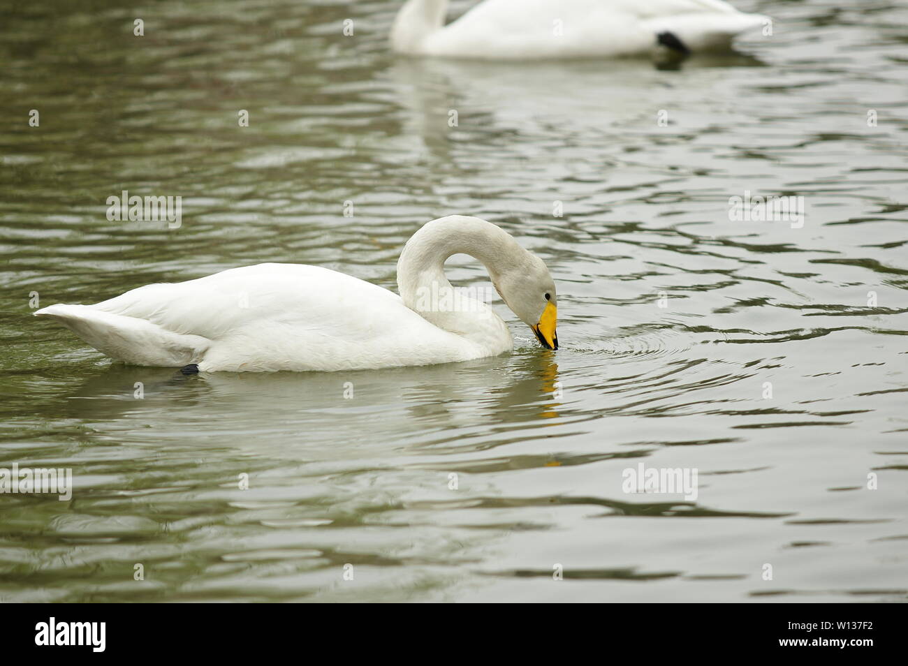 The White Swan Stock Photo - Alamy
