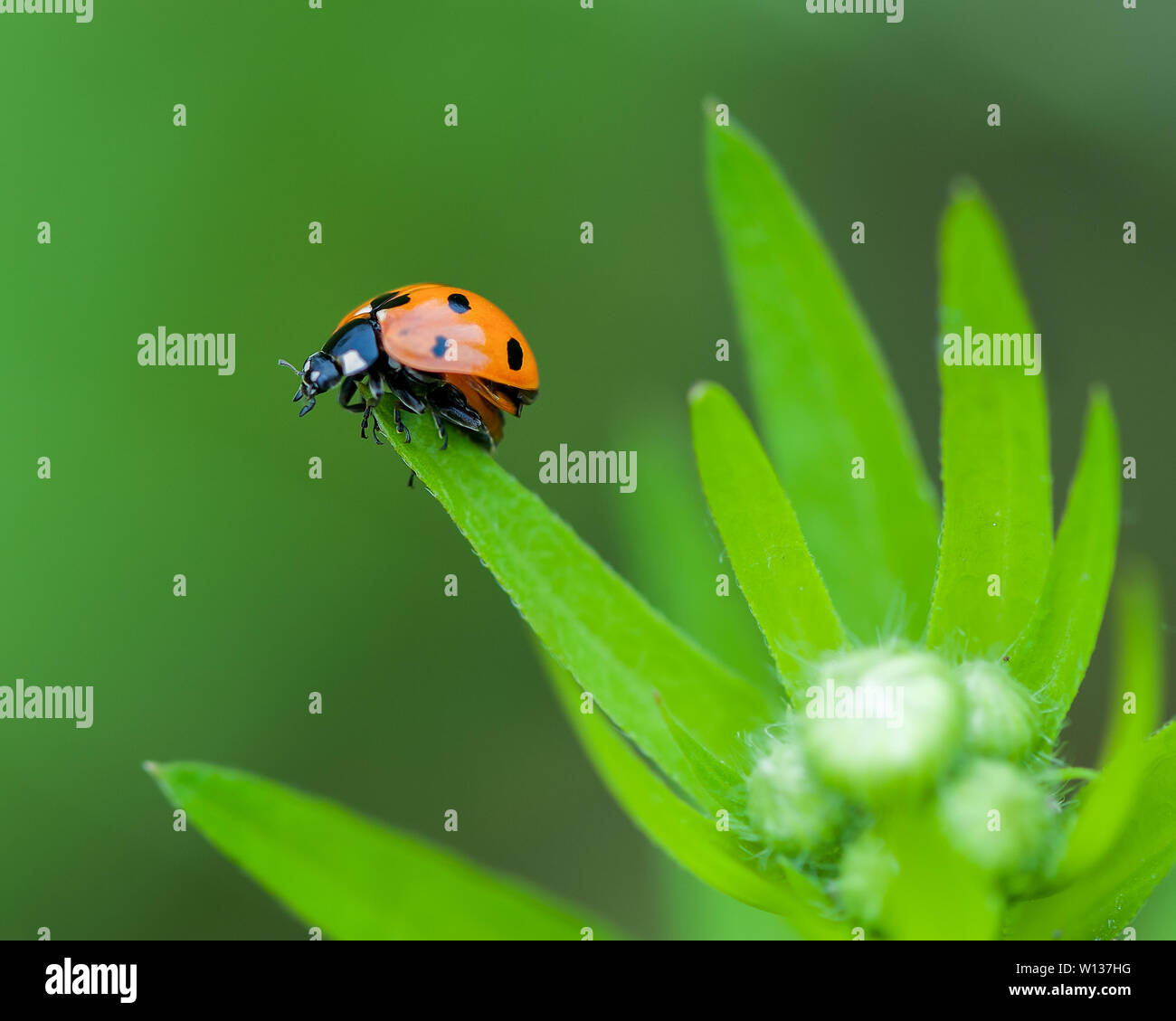 Insects rain garden dewy lawn hi-res stock photography and images - Alamy