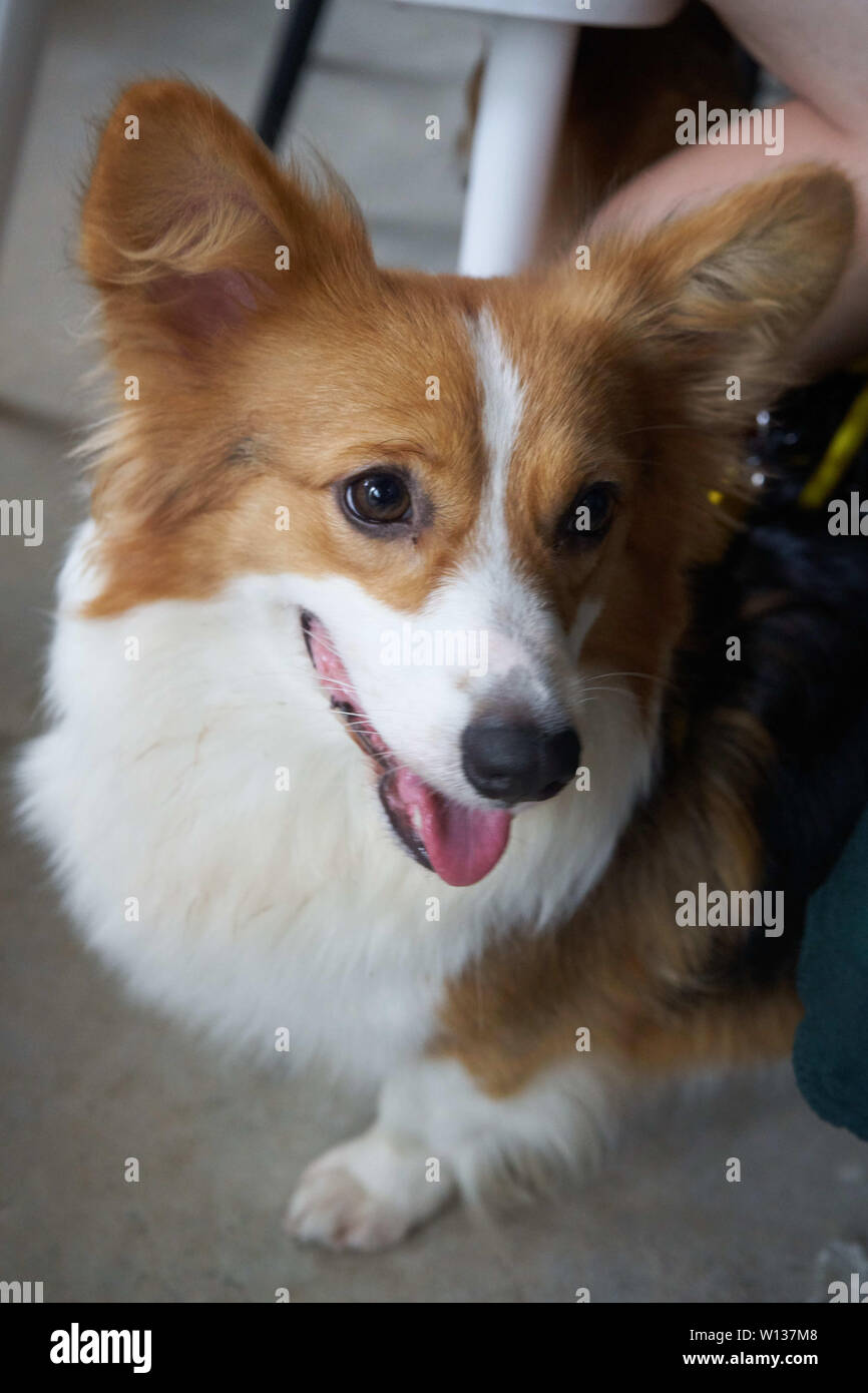 Short legged dogs hi-res stock photography and images - Alamy