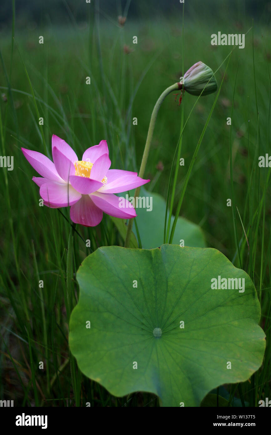 Flowers leaves lotus plants no one garden garden pond hi-res stock ...