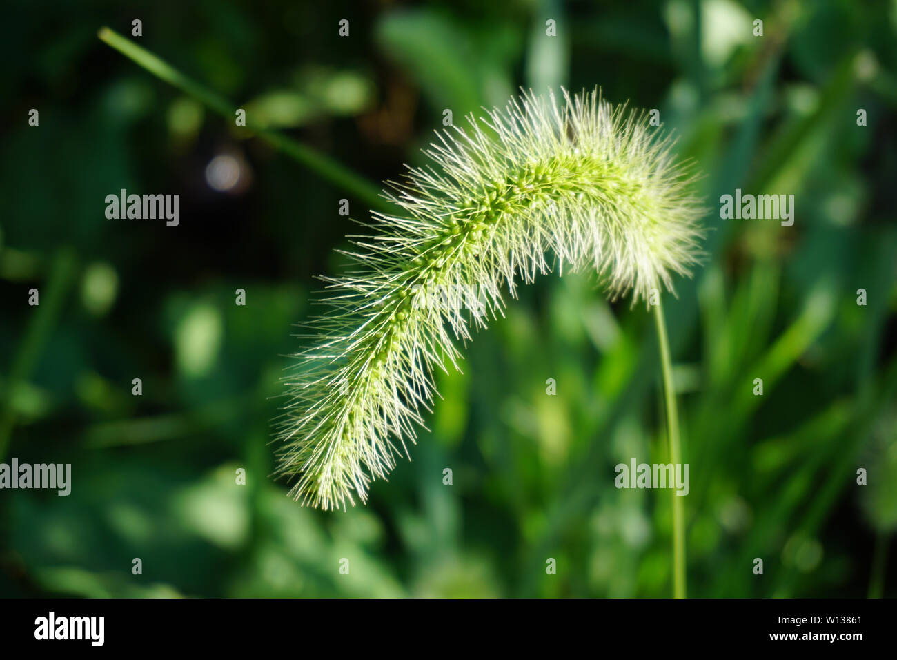 Dogtail grass hi-res stock photography and images - Alamy