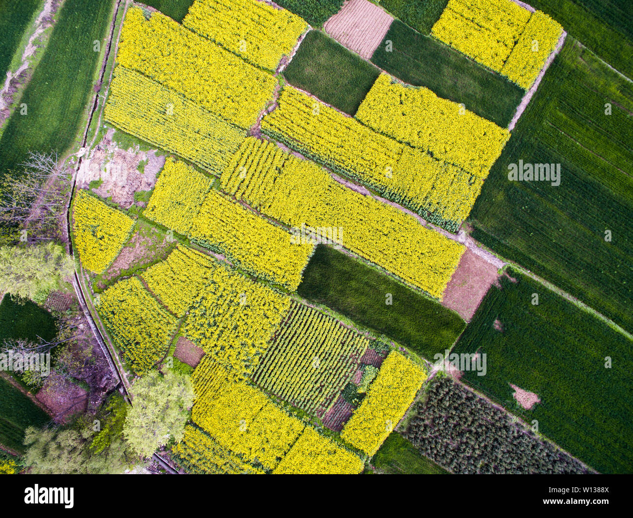 Aerial shoot rapeseed field Stock Photo - Alamy