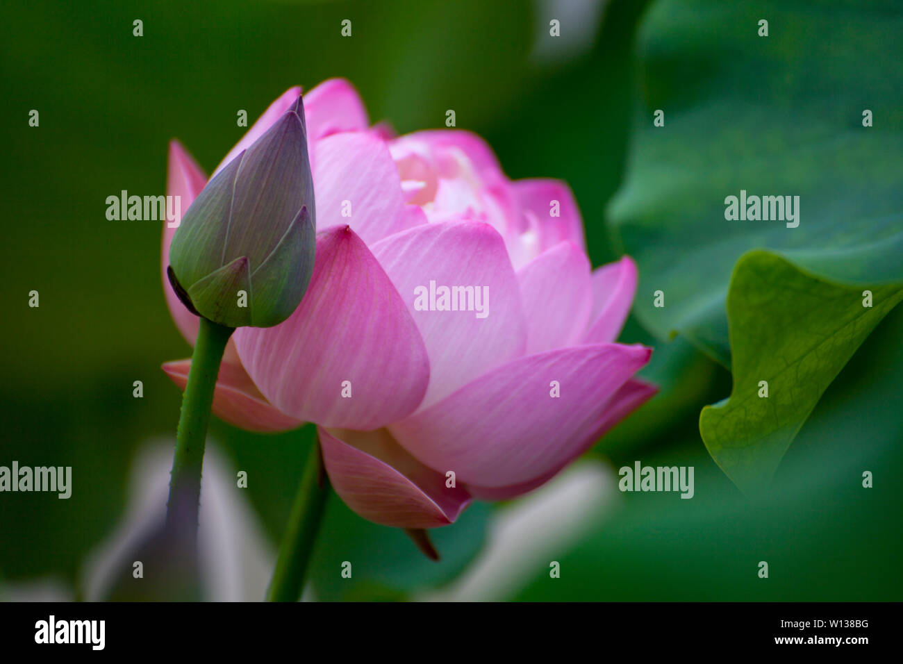 A set of creative pictures of lotus flowers Stock Photo - Alamy