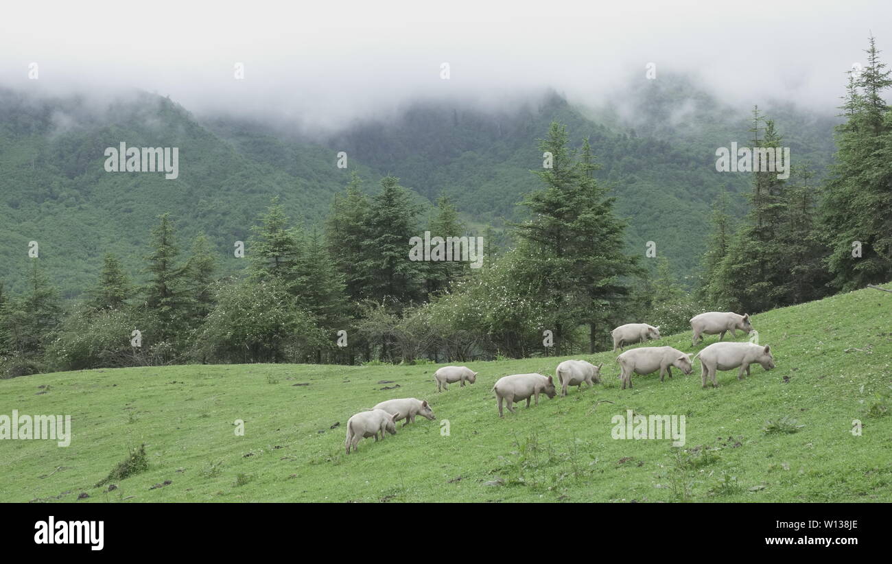 Mustang, yak alpine pasture, snow mountain pasture, pig scalpers, five ...