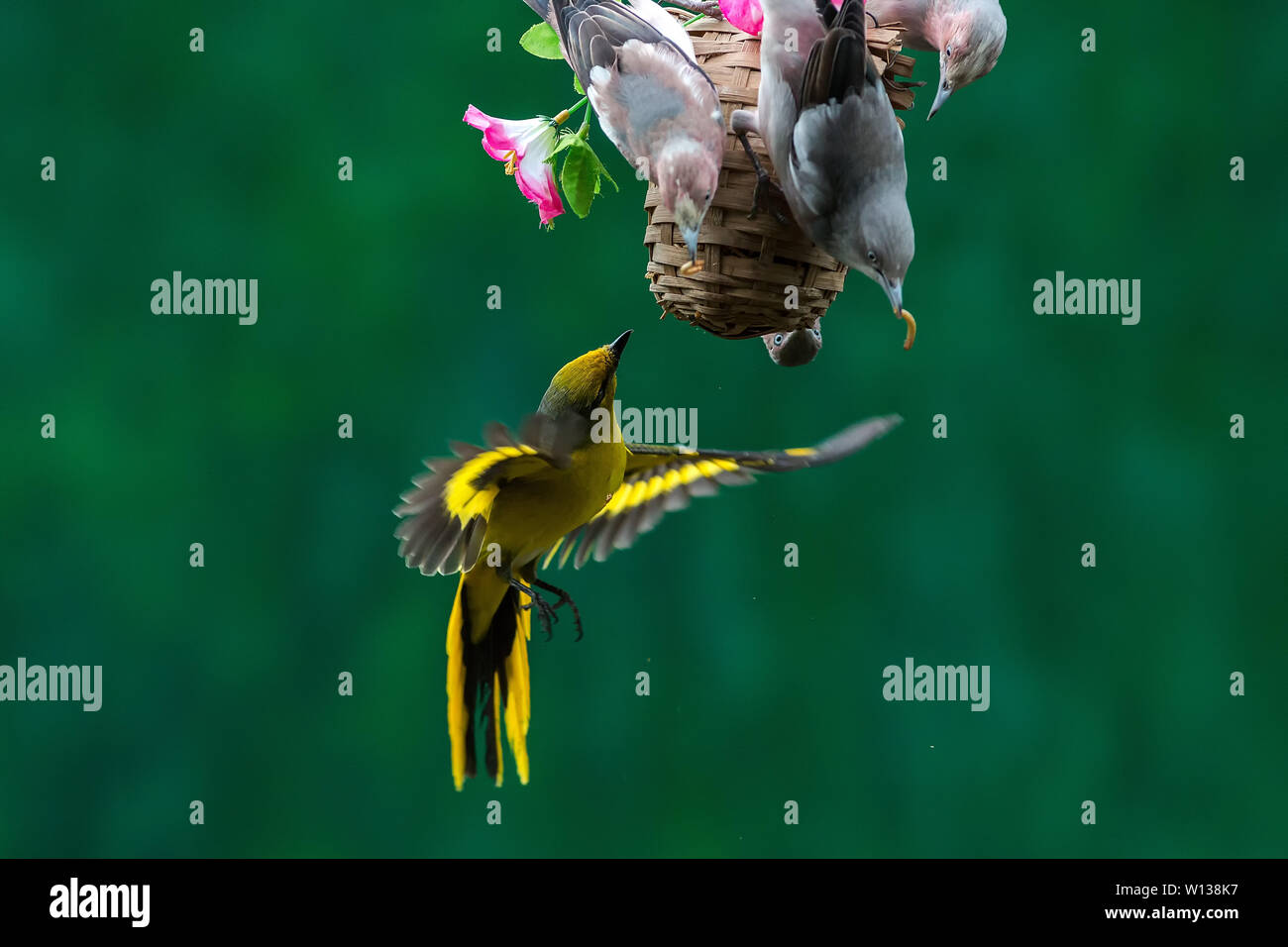 Birds foraging moments Stock Photo - Alamy