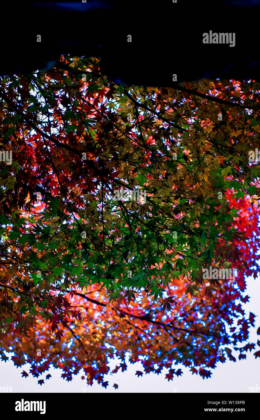 Autumn Color in Suzhou Garden Stock Photo - Alamy