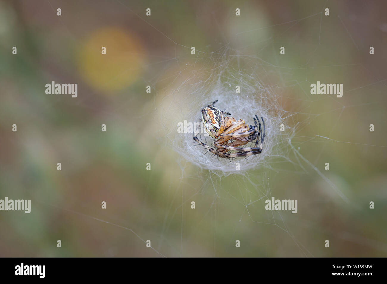Spider in its web inside the nest Stock Photo - Alamy