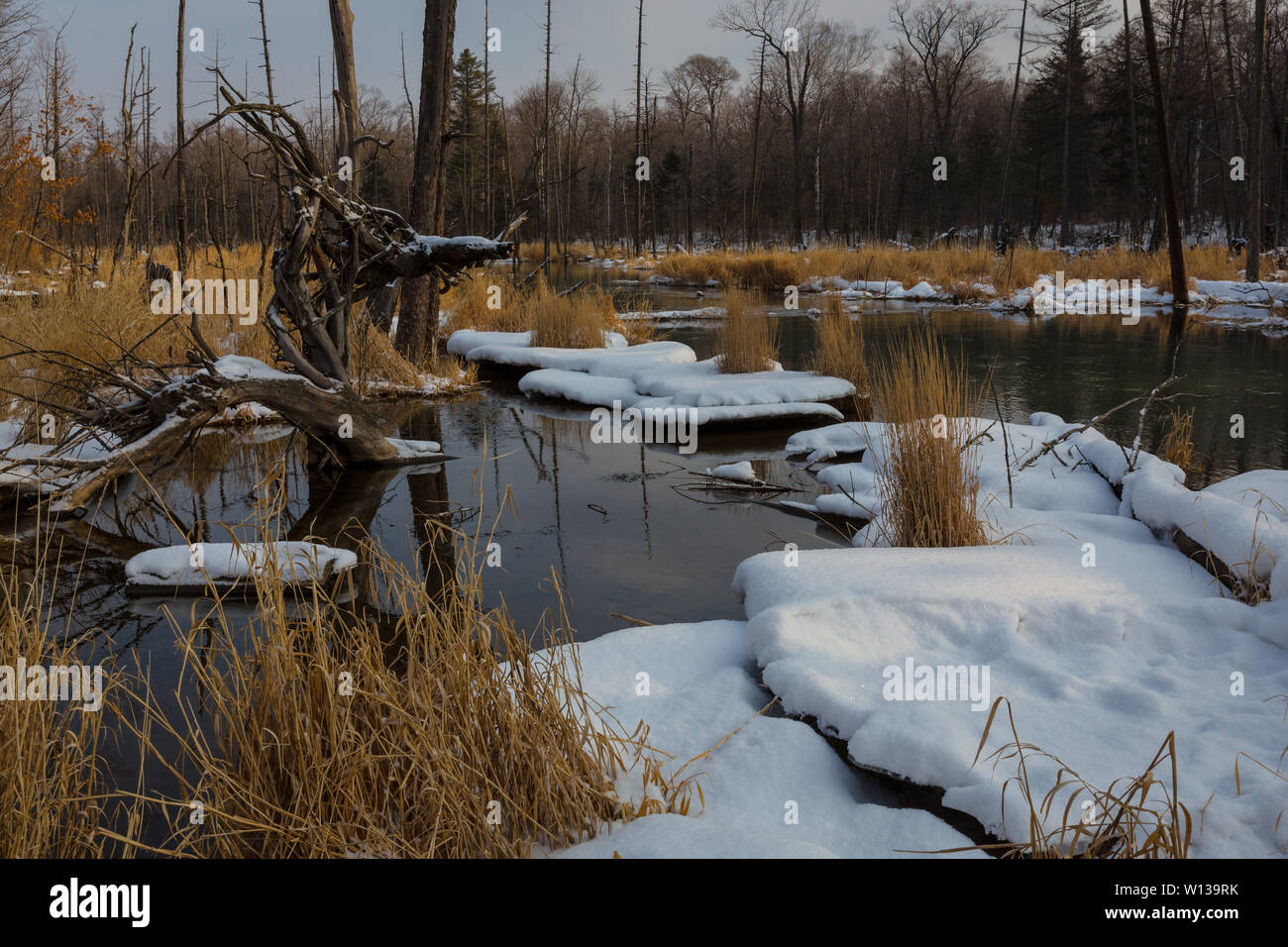 Monochromatic reflection of dead trees, dead trees, ice and snow in ...
