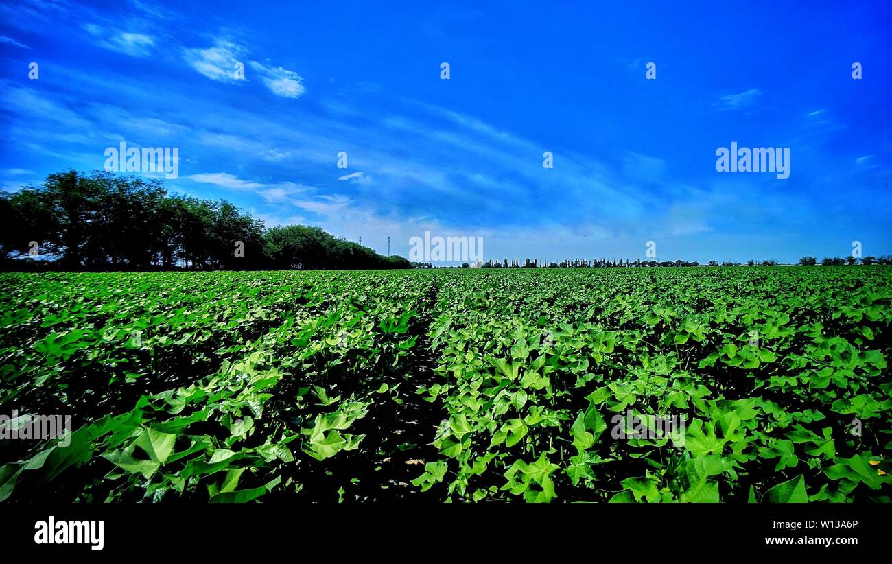 Landscape of the Karamay Stock Photo - Alamy
