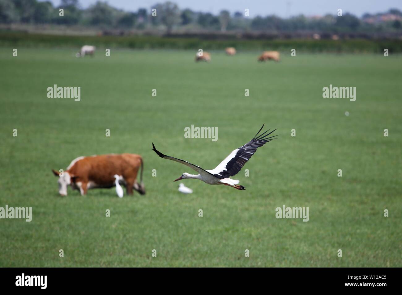 Kizilirmak river hi-res stock photography and images - Alamy