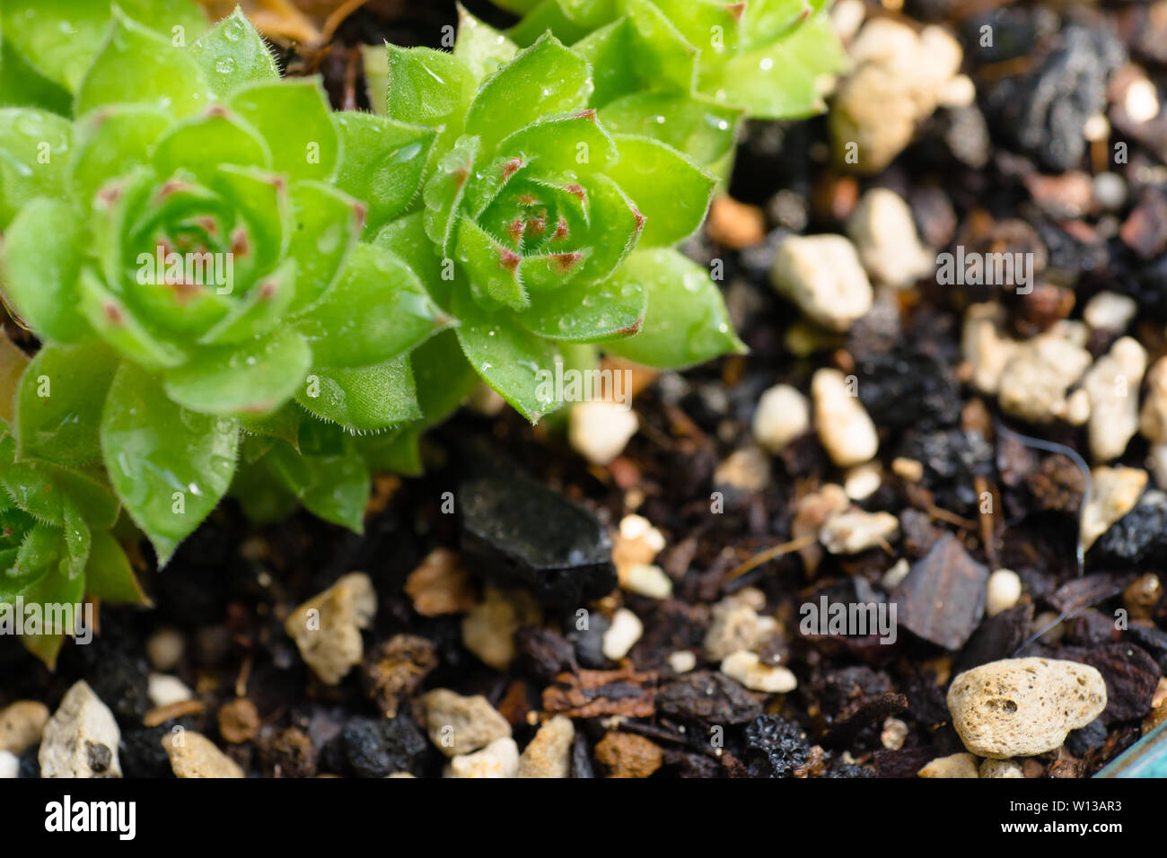 Fleshy potted plants hi-res stock photography and images - Alamy