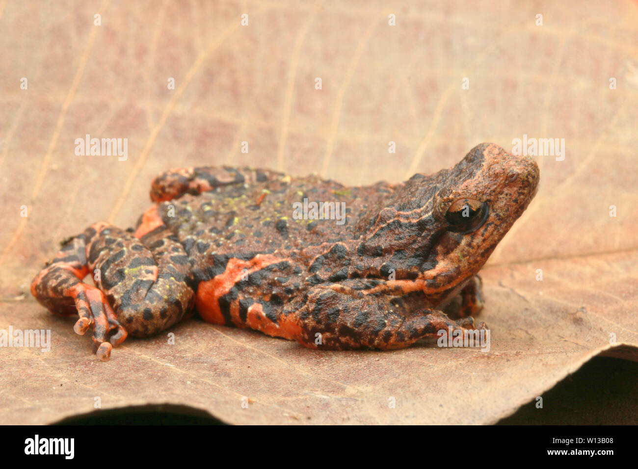 Chubby frogs hi-res stock photography and images - Alamy