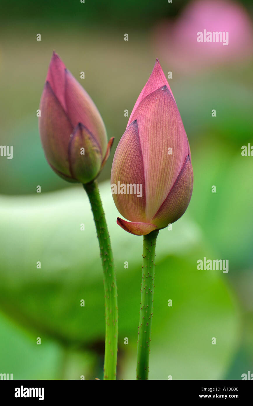 Sacred tropical shell with bright foreign wet flowers blooming flowers ...