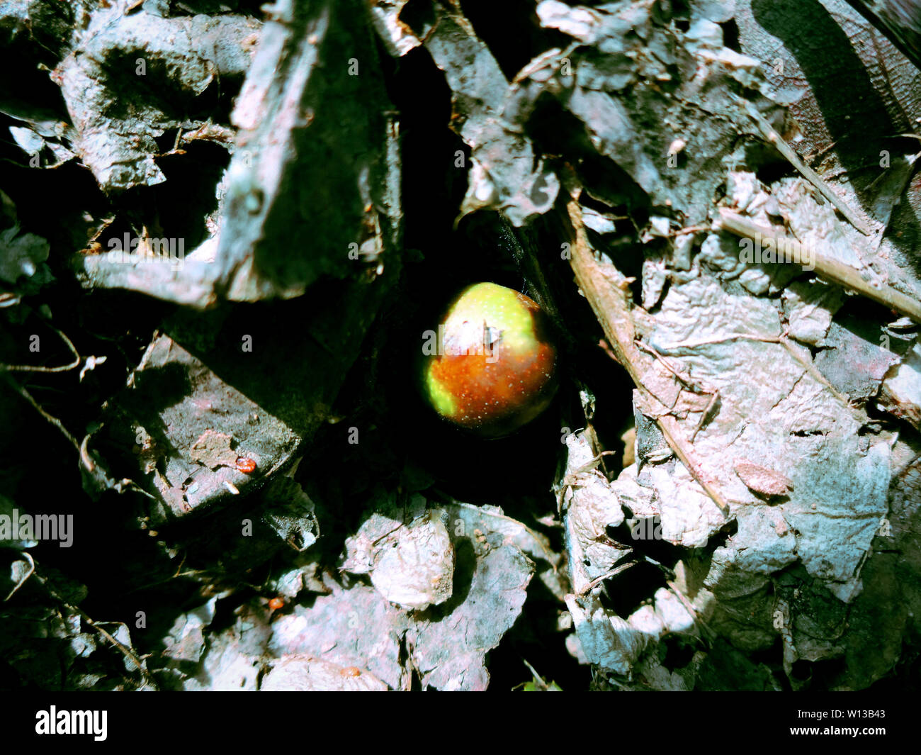 Fruit ripe in autumn camphor trees Stock Photo - Alamy