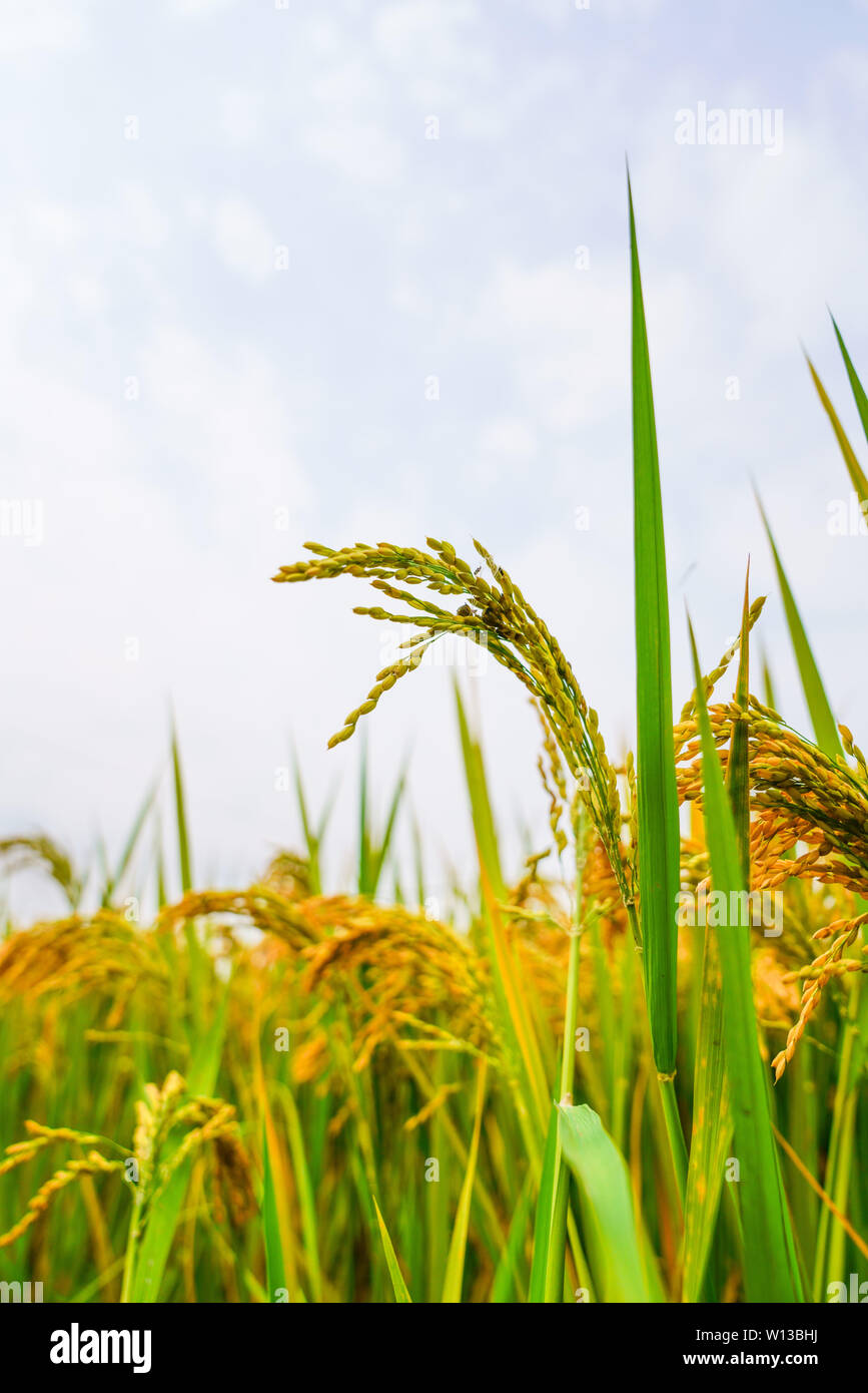 Harvesting rice, rice, rice, grain Stock Photo - Alamy