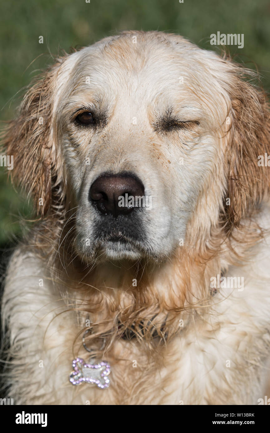 Dog Winking High Resolution Stock Photography and Images - Alamy