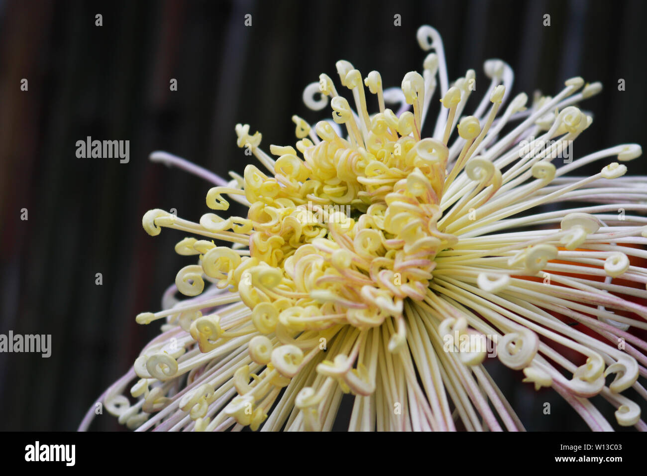 Chrysan hi-res stock photography and images - Alamy