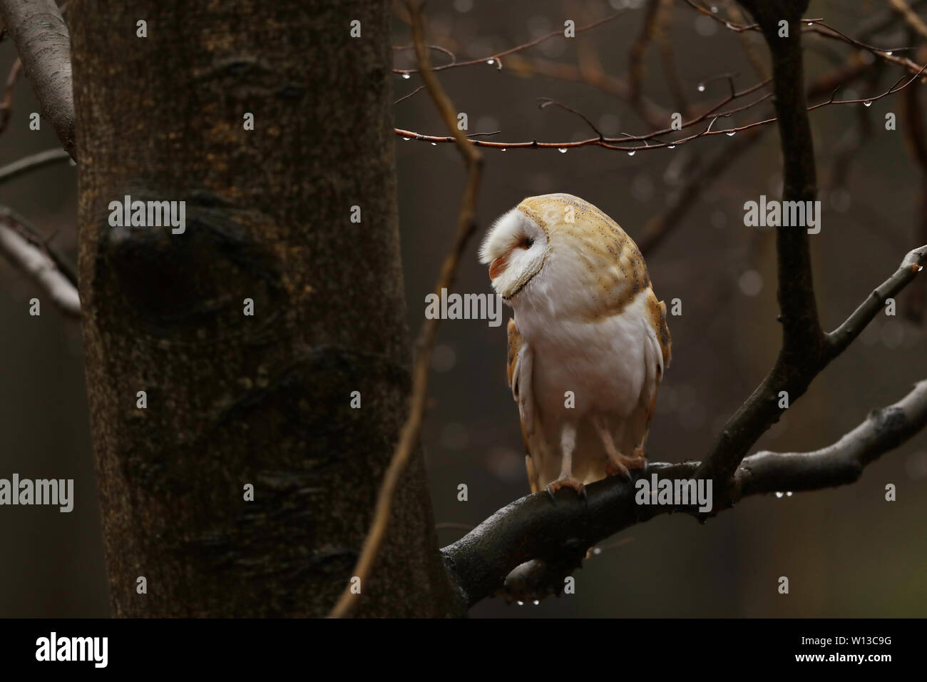 Owl autumn hi-res stock photography and images - Alamy