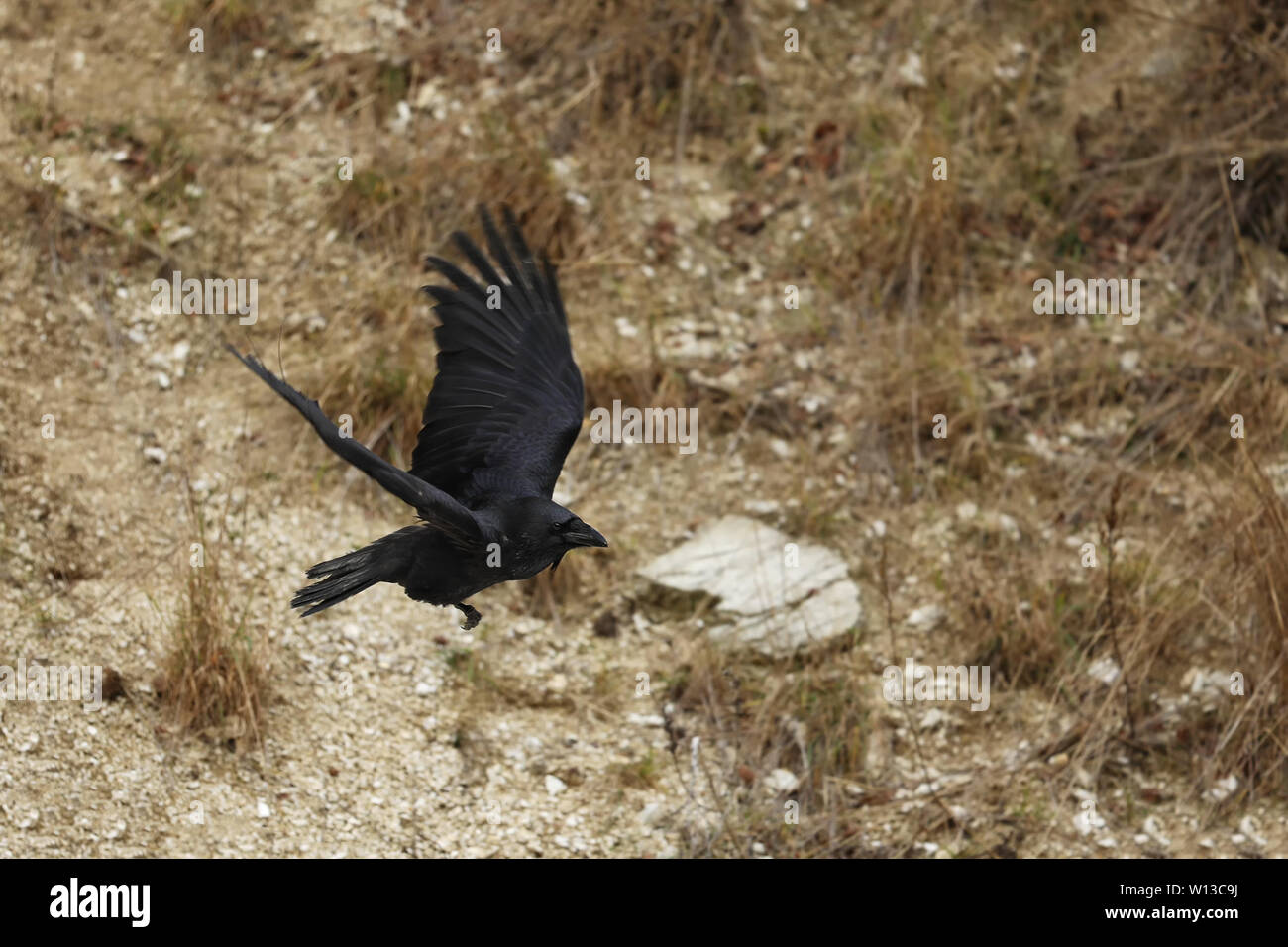 Common raven (Corvus corax is a large all-black passerine bird Stock ...